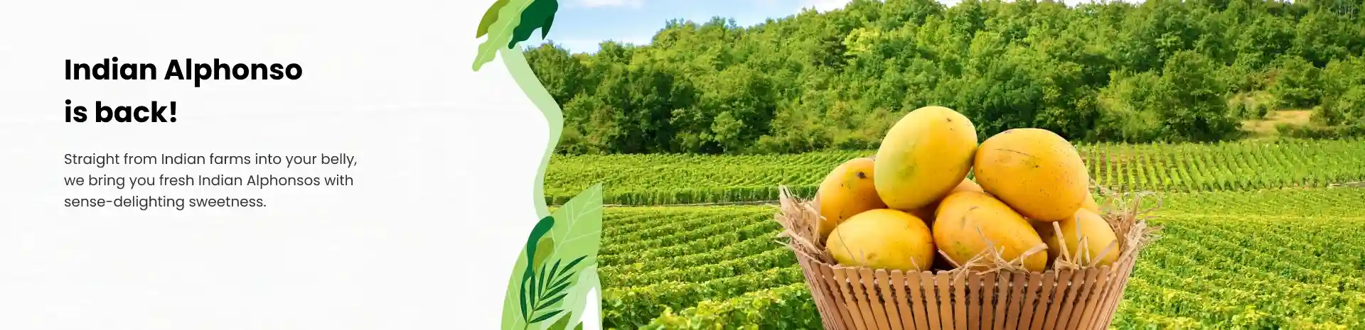 Alphonso Mango Online - Indian Mango Online USA - Quicklly