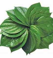 Buy Pan Leaf 1 Pack | Everest Supermarket - Quicklly