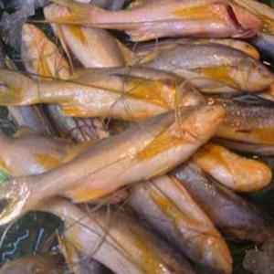 Buy Fish Taposhi Block 500 Gm | Taj Mahal Fresh Market - Quicklly
