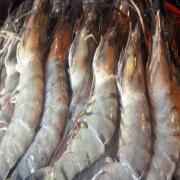 Buy Jumbo Shrimp Golda (headless) 1 Lbs | Sundarbans Fish Bazar - Quicklly