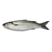 Buy Sea Fresh Mullet 2 Lbs | Manpasand - Quicklly