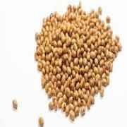 Buy Himalayan Brown Bhatmas 2 Lbs | Manpasand - Quicklly